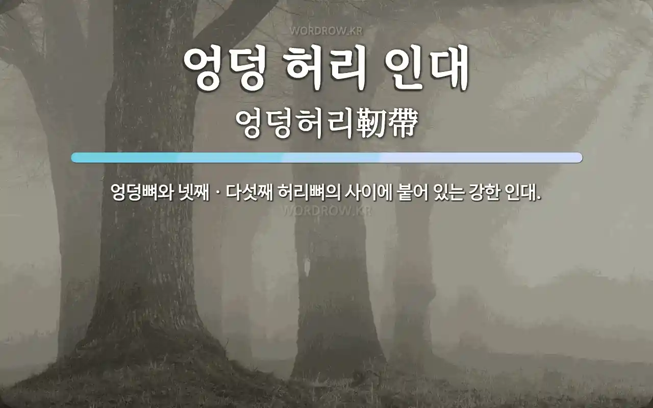 엉덩 허리 인대 뜻 엉덩뼈와 넷째ㆍ다섯째 허리뼈의 사이에 붙어 있는 강한 인대