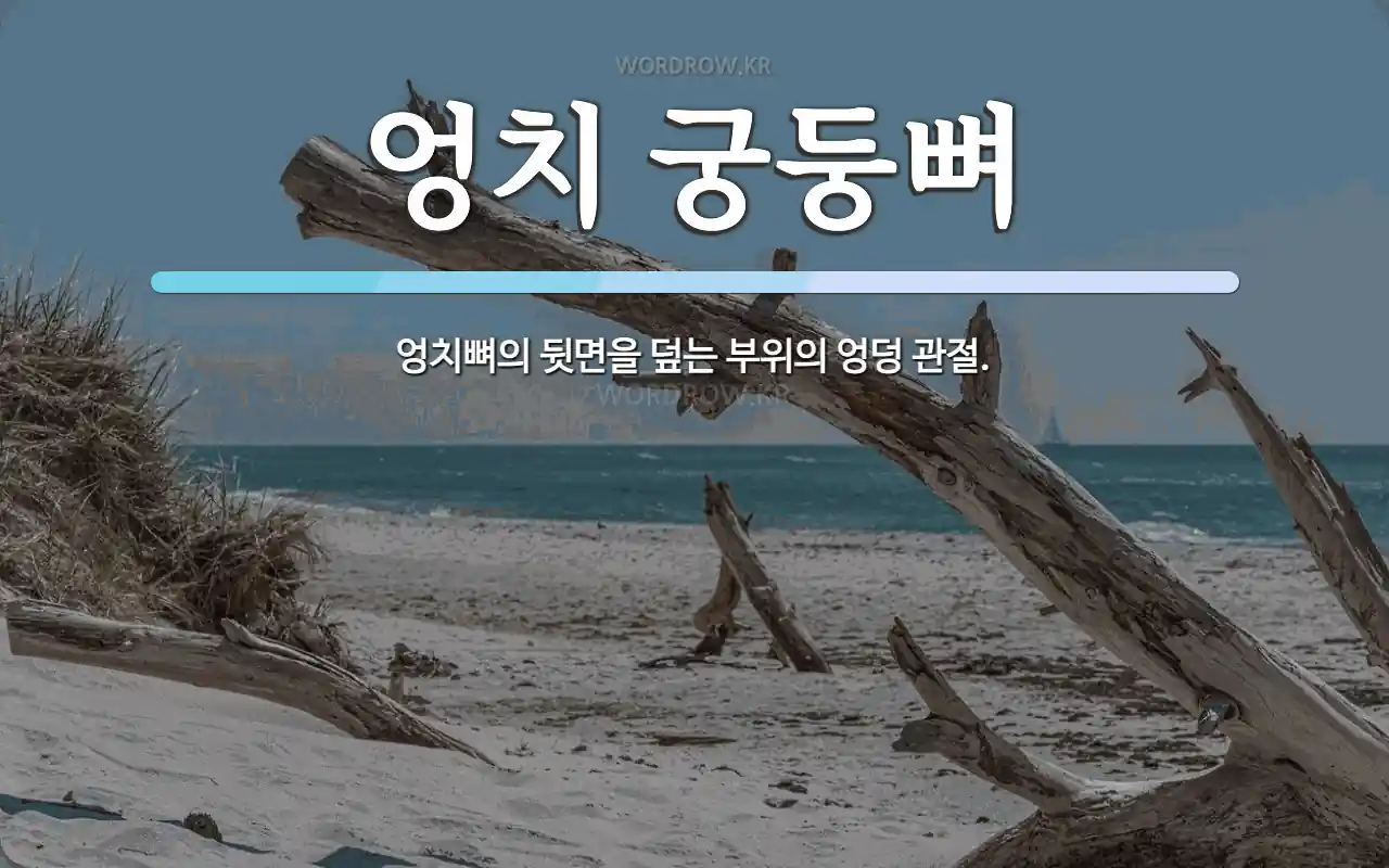 엉치 궁둥뼈 뜻 엉치뼈의 뒷면을 덮는 부위의 엉덩 관절
