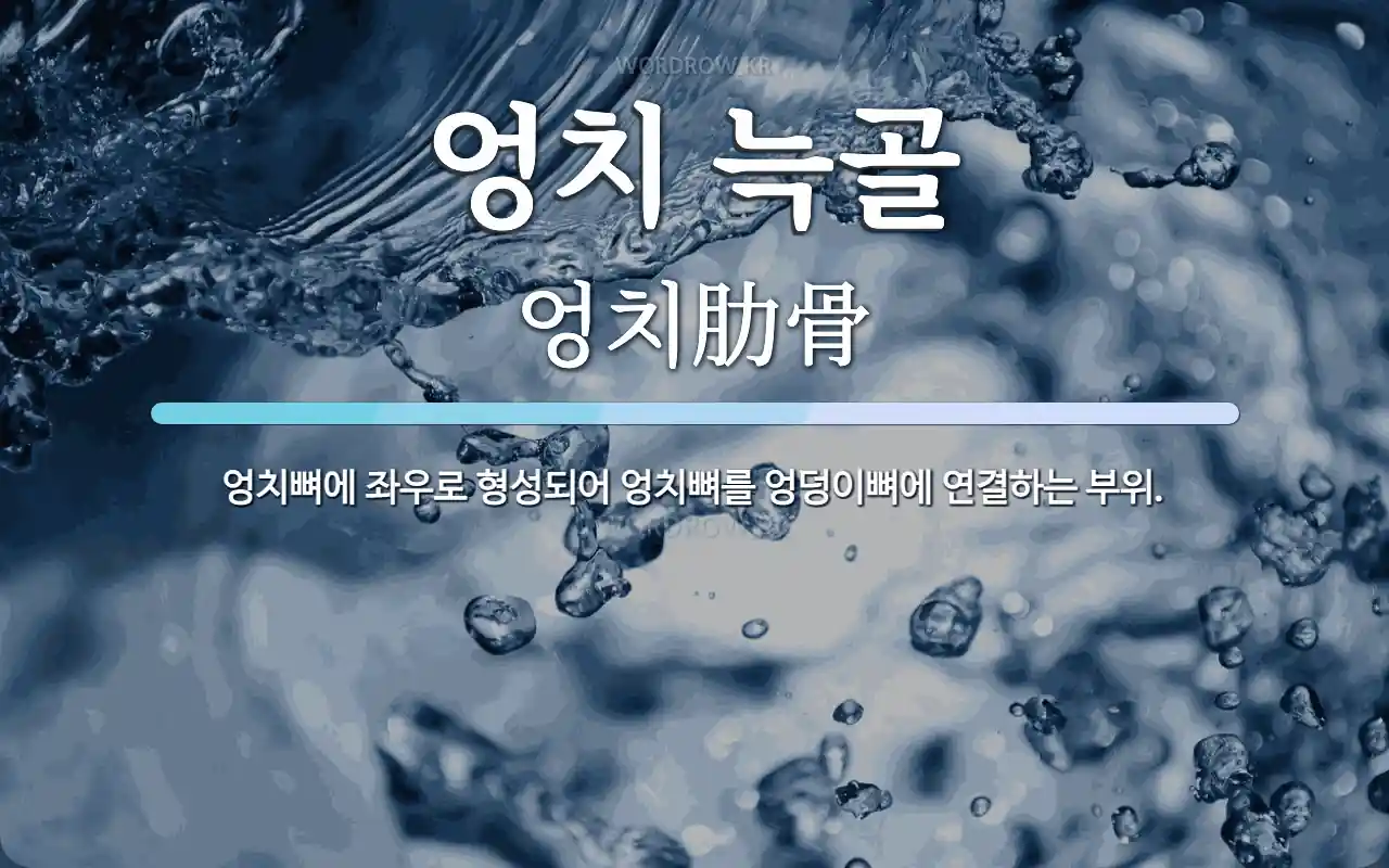 엉치 늑골 뜻 엉치뼈에 좌우로 형성되어 엉치뼈를 엉덩이뼈에 연결하는 부위