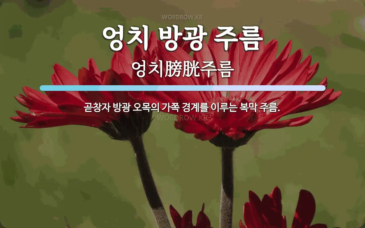 엉치 방광 주름 뜻 곧창자 방광 오목의 가쪽 경계를 이루는 복막 주름
