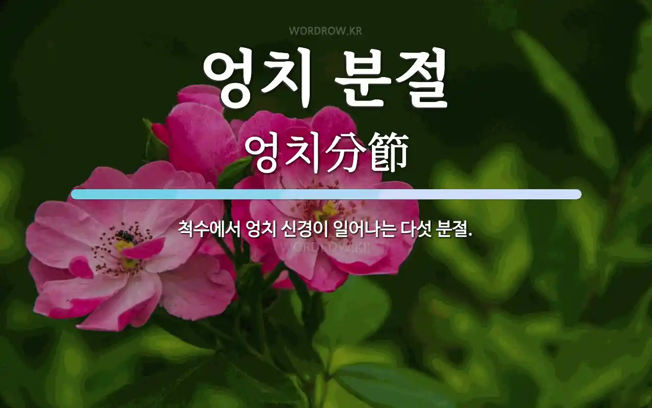 엉치 분절 뜻 척수에서 엉치 신경이 일어나는 다섯 분절