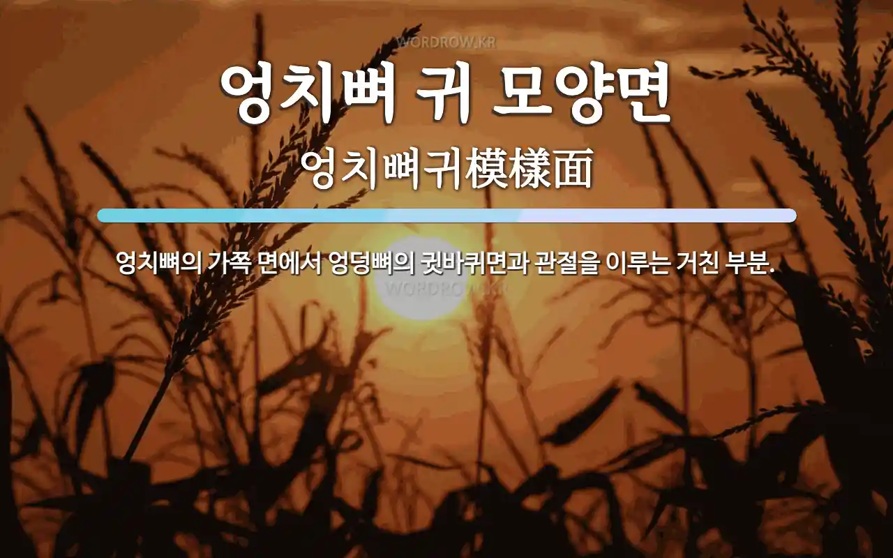 엉치뼈 귀 모양면 뜻 엉치뼈의 가쪽 면에서 엉덩뼈의 귓바퀴면과 관절을 이루는 거친 부분