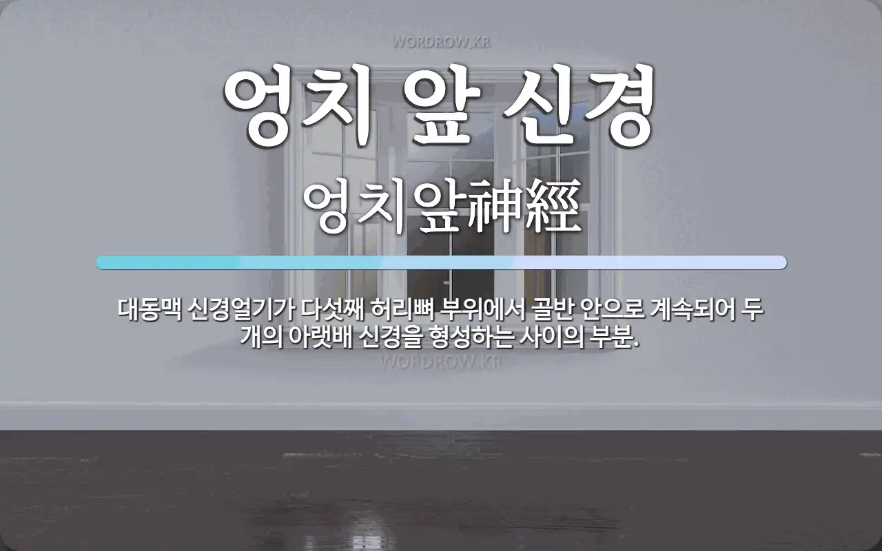 엉치 앞 신경 뜻 대동맥 신경얼기가 다섯째 허리뼈 부위에서 골반 안으로 계속되어 두 개의 아랫배 신경을 형성