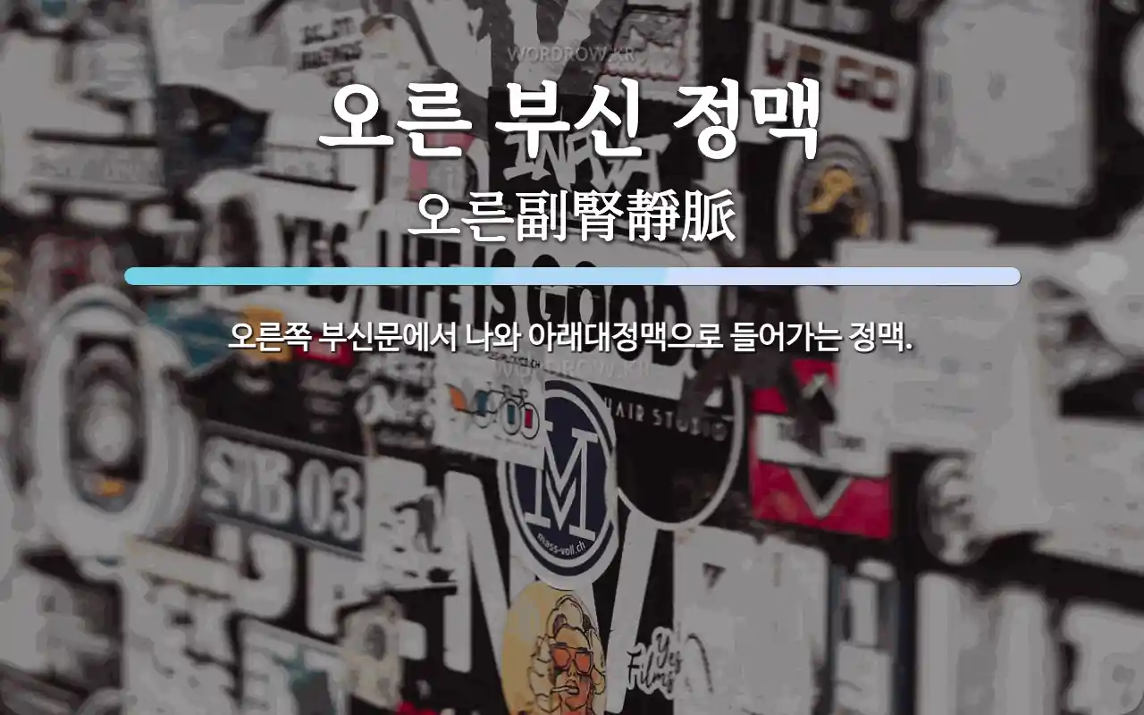 오른 부신 정맥 뜻 오른쪽 부신문에서 나와 아래대정맥으로 들어가는 정맥