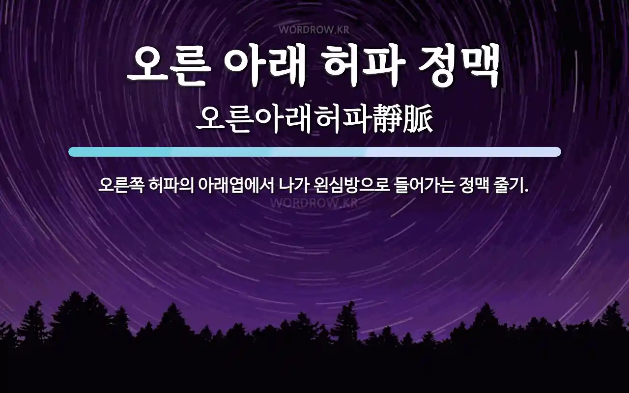 오른 아래 허파 정맥 뜻 오른쪽 허파의 아래엽에서 나가 왼심방으로 들어가는 정맥 줄기