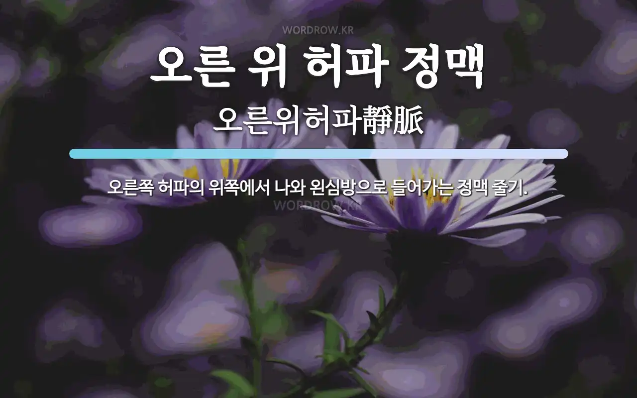 오른 위 허파 정맥 뜻 오른쪽 허파의 위쪽에서 나와 왼심방으로 들어가는 정맥 줄기