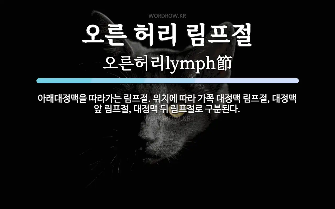 오른 허리 림프절 뜻 아래대정맥을 따라가는 림프절 위치에 따라 가쪽 대정맥 림프절 대정맥 앞 림프절 대정맥