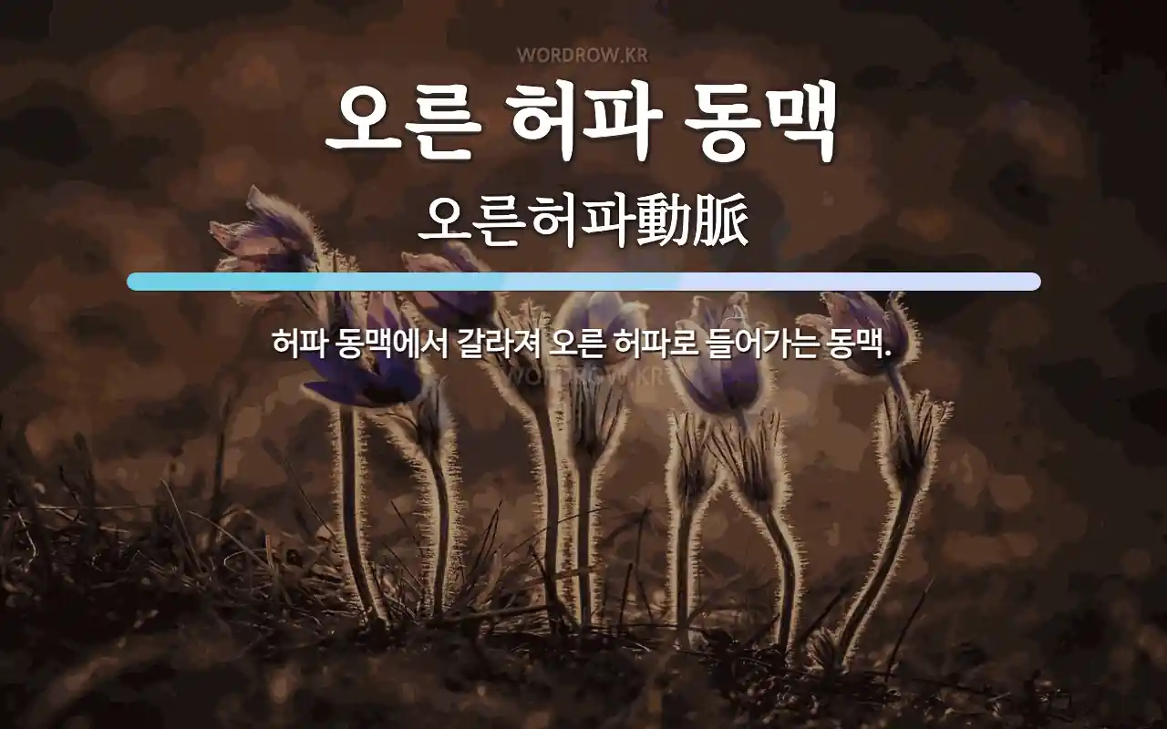오른 허파 동맥 뜻 허파 동맥에서 갈라져 오른 허파로 들어가는 동맥