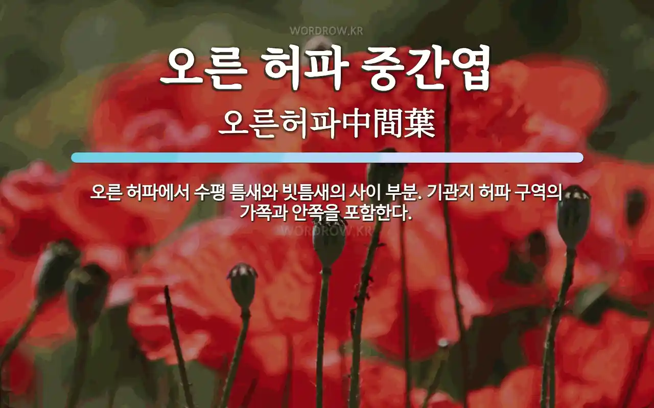 오른 허파 중간엽 뜻 오른 허파에서 수평 틈새와 빗틈새의 사이 부분 기관지 허파 구역의 가쪽과 안쪽을 포함한다