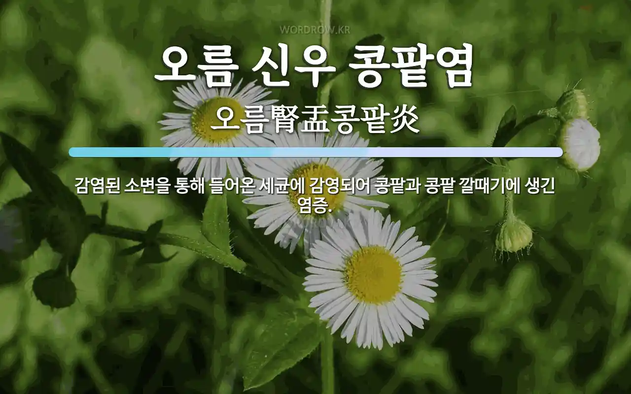 오름 신우 콩팥염 뜻 감염된 소변을 통해 들어온 세균에 감영되어 콩팥과 콩팥 깔때기에 생긴 염증