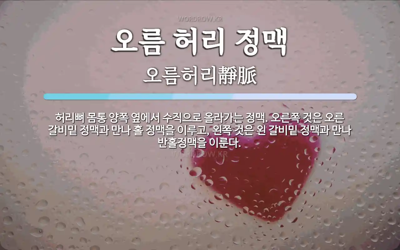 오름 허리 정맥 뜻 허리뼈 몸통 양쪽 옆에서 수직으로 올라가는 정맥 오른쪽 것은 오른 갈비밑 정맥과 만나 홀