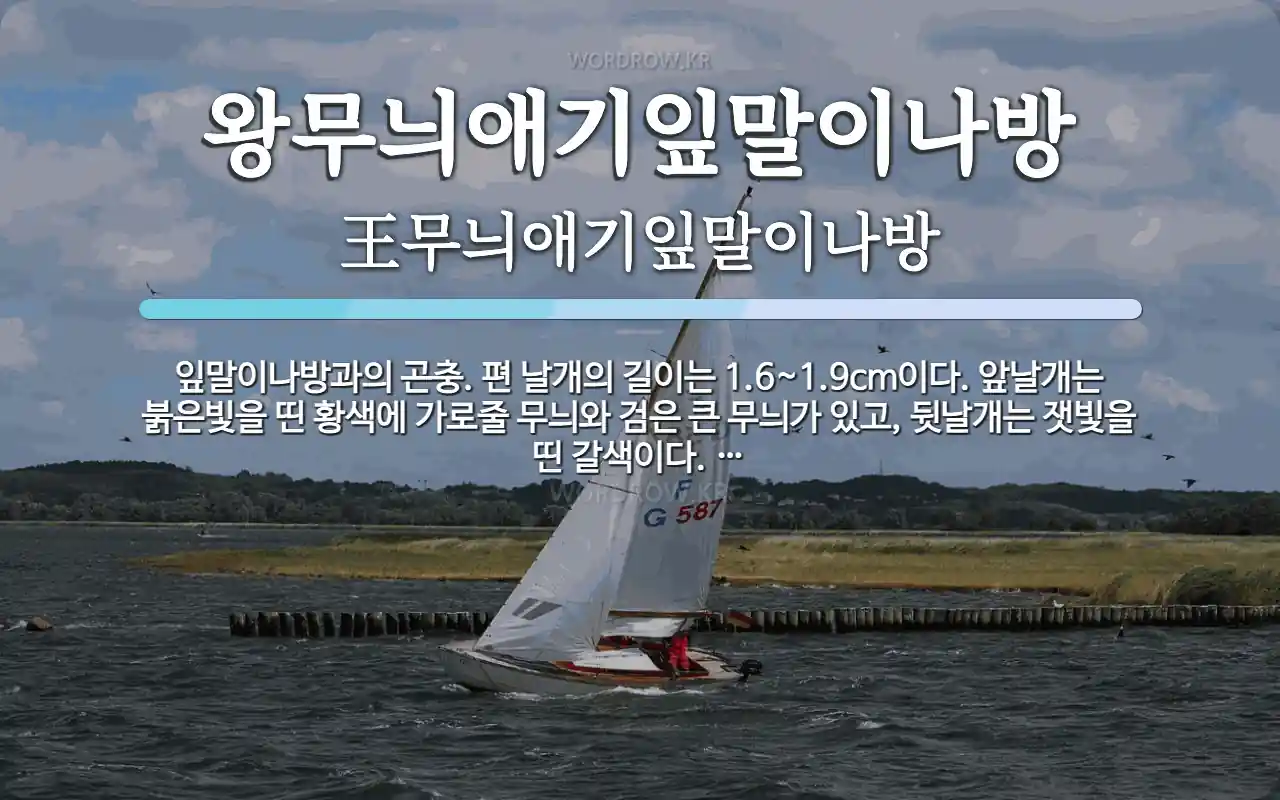 왕무늬애기잎말이나방 뜻 잎말이나방과의 곤충 편 날개의 길이는 16~19cm이다 앞날개는 붉은빛을 띤 황색에