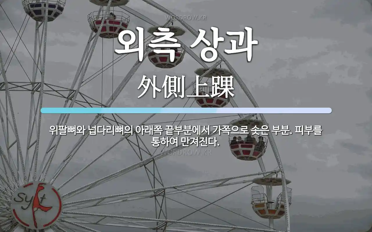 외측 상과 뜻 위팔뼈와 넙다리뼈의 아래쪽 끝부분에서 가쪽으로 솟은 부분 피부를 통하여 만져진다