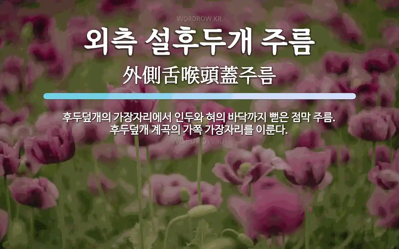 외측 설후두개 주름 뜻 후두덮개의 가장자리에서 인두와 혀의 바닥까지 뻗은 점막 주름 후두덮개 계곡의 가쪽 가장자