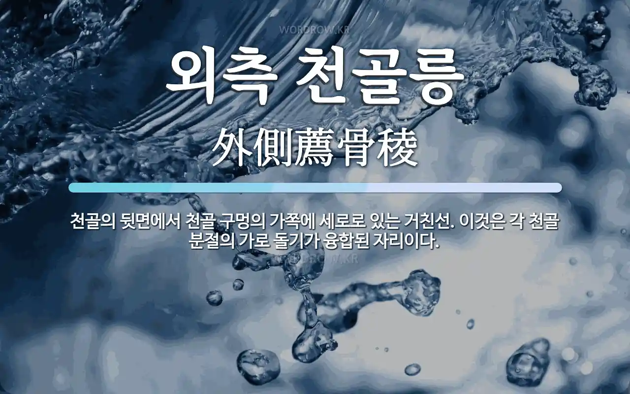 외측 천골릉 뜻 천골의 뒷면에서 천골 구멍의 가쪽에 세로로 있는 거친선 이것은 각 천골 분절의 가로 돌기