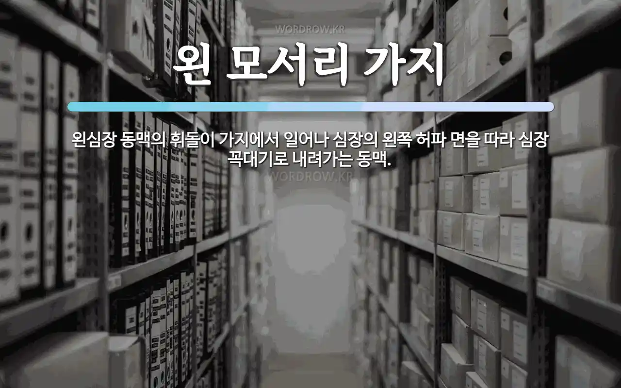왼 모서리 가지 뜻 왼심장 동맥의 휘돌이 가지에서 일어나 심장의 왼쪽 허파 면을 따라 심장 꼭대기로 내려가는