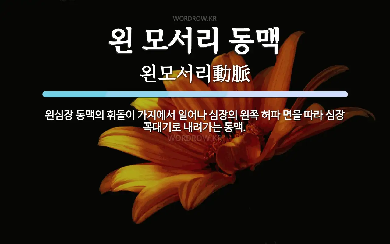 왼 모서리 동맥 뜻 왼심장 동맥의 휘돌이 가지에서 일어나 심장의 왼쪽 허파 면을 따라 심장 꼭대기로 내려가는