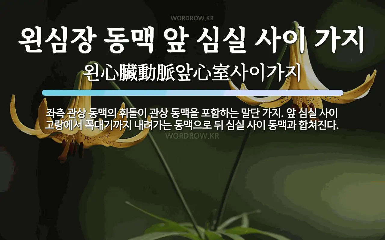 왼심장 동맥 앞 심실 사이 가지 뜻 좌측 관상 동맥의 휘돌이 관상 동맥을 포함하는 말단 가지 앞 심실 사이 고랑에서 꼭대기까
