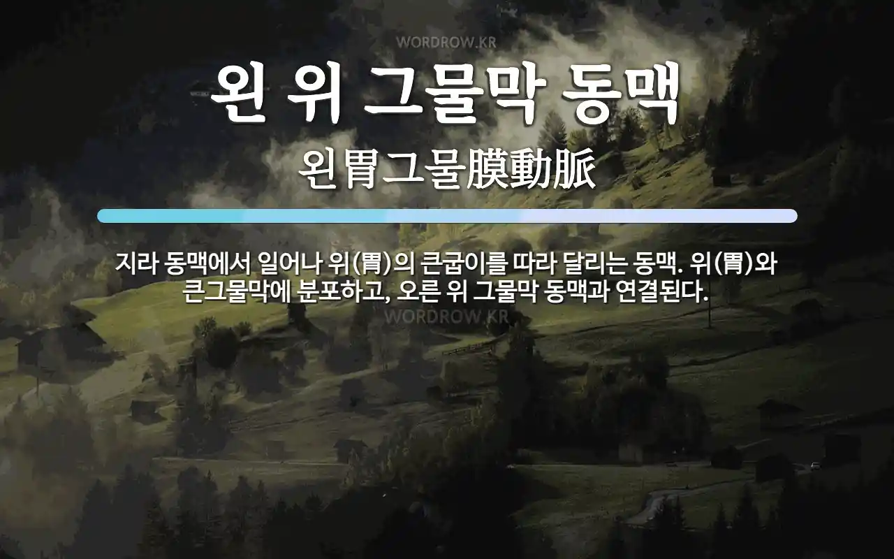 왼 위 그물막 동맥 뜻 지라 동맥에서 일어나 위胃의 큰굽이를 따라 달리는 동맥 위胃와 큰그물막에 분포하고