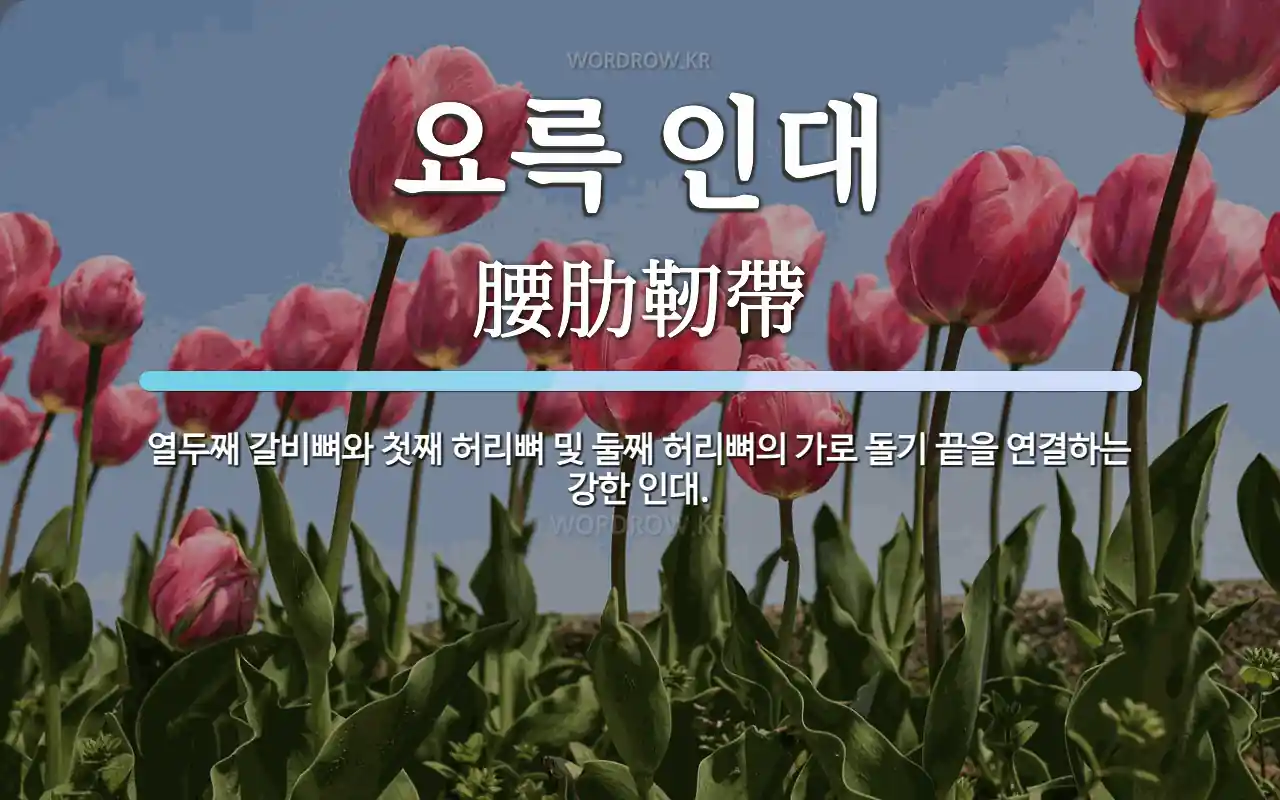 요륵 인대 뜻 열두째 갈비뼈와 첫째 허리뼈 및 둘째 허리뼈의 가로 돌기 끝을 연결하는 강한 인대