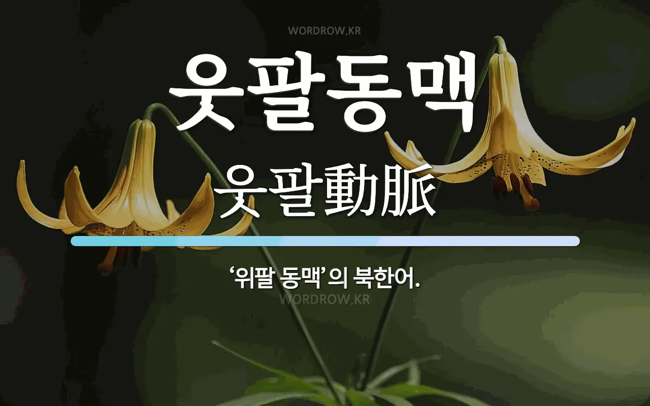 웃팔동맥 뜻 ‘위팔 동맥의 북한어