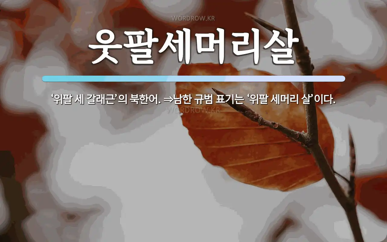 웃팔세머리살 뜻 ‘위팔 세 갈래근의 북한어 ⇒남한 규범 표기는 ‘위팔 세머리 살이다