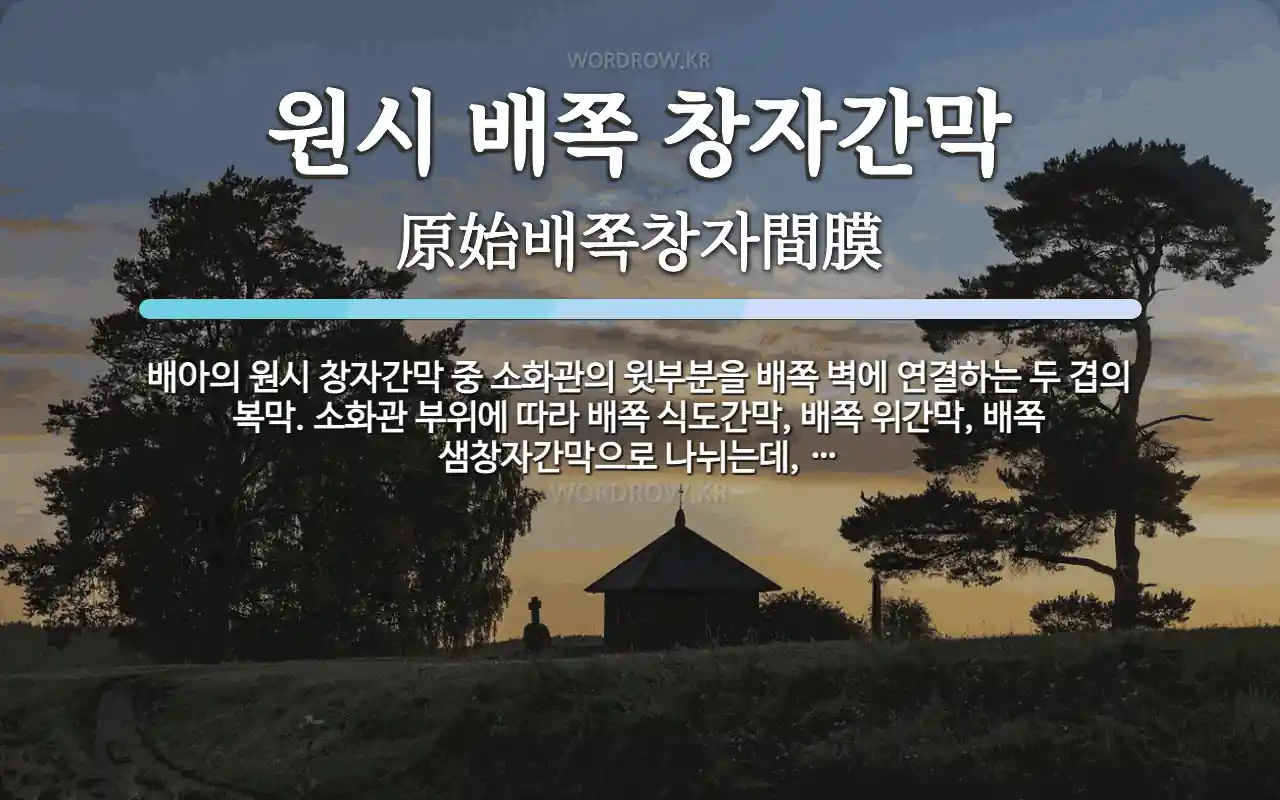 원시 배쪽 창자간막 뜻 배아의 원시 창자간막 중 소화관의 윗부분을 배쪽 벽에 연결하는 두 겹의 복막 소화관 부위