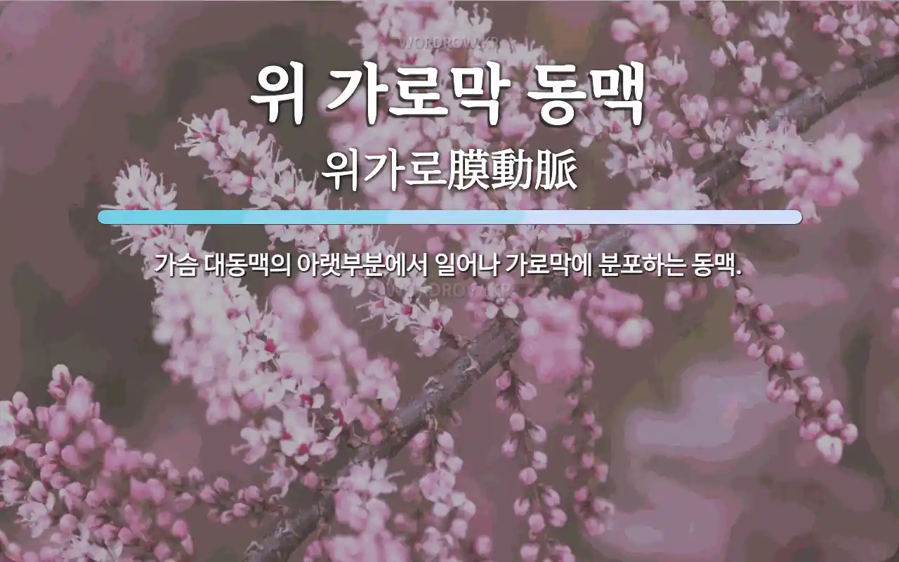 위 가로막 동맥 뜻 가슴 대동맥의 아랫부분에서 일어나 가로막에 분포하는 동맥