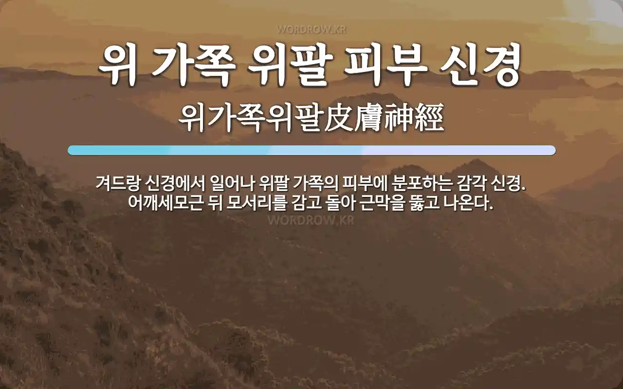 위 가쪽 위팔 피부 신경 뜻 겨드랑 신경에서 일어나 위팔 가쪽의 피부에 분포하는 감각 신경 어깨세모근 뒤 모서리를 감