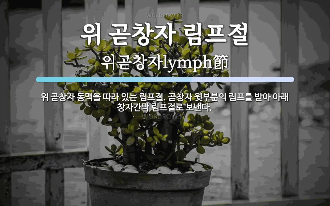 위 곧창자 림프절 뜻 위 곧창자 동맥을 따라 있는 림프절 곧창자 윗부분의 림프를 받아 아래 창자간막 림프절로
