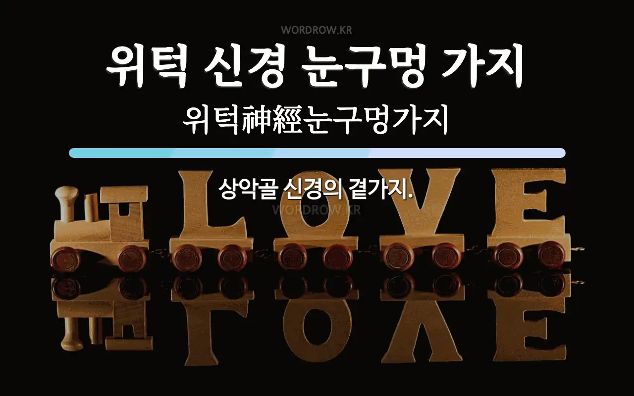 위턱 신경 눈구멍 가지 뜻 상악골 신경의 곁가지