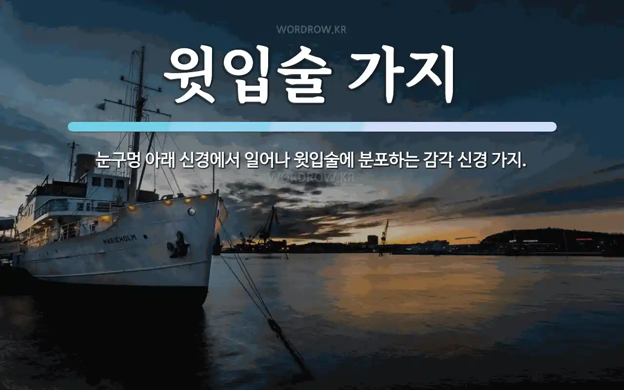 윗입술 가지 뜻 눈구멍 아래 신경에서 일어나 윗입술에 분포하는 감각 신경 가지