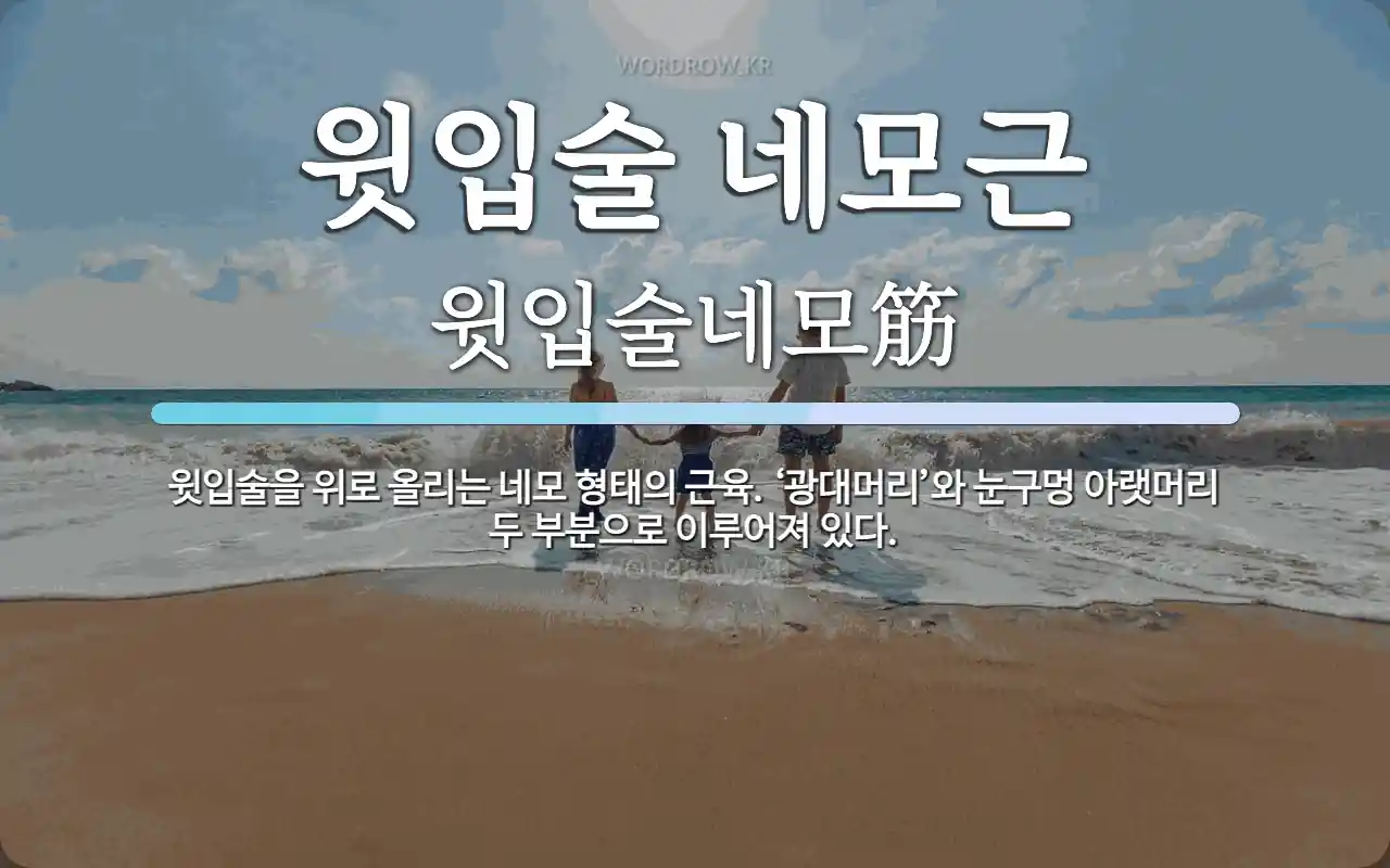 윗입술 네모근 뜻 윗입술을 위로 올리는 네모 형태의 근육 ‘광대머리와 눈구멍 아랫머리 두 부분으로 이루어