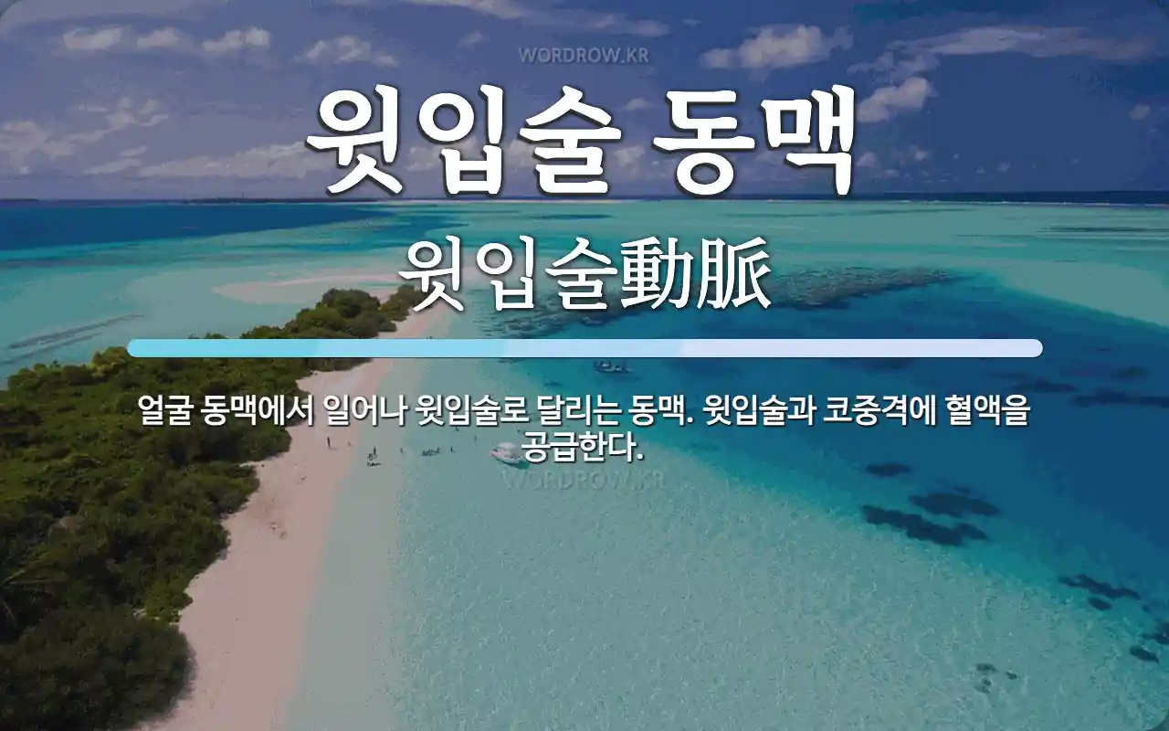 윗입술 동맥 뜻 얼굴 동맥에서 일어나 윗입술로 달리는 동맥 윗입술과 코중격에 혈액을 공급한다