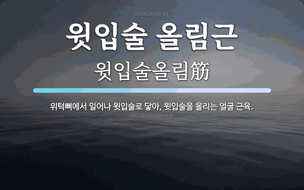 윗입술 올림근 뜻 위턱뼈에서 일어나 윗입술로 닿아 윗입술을 올리는 얼굴 근육