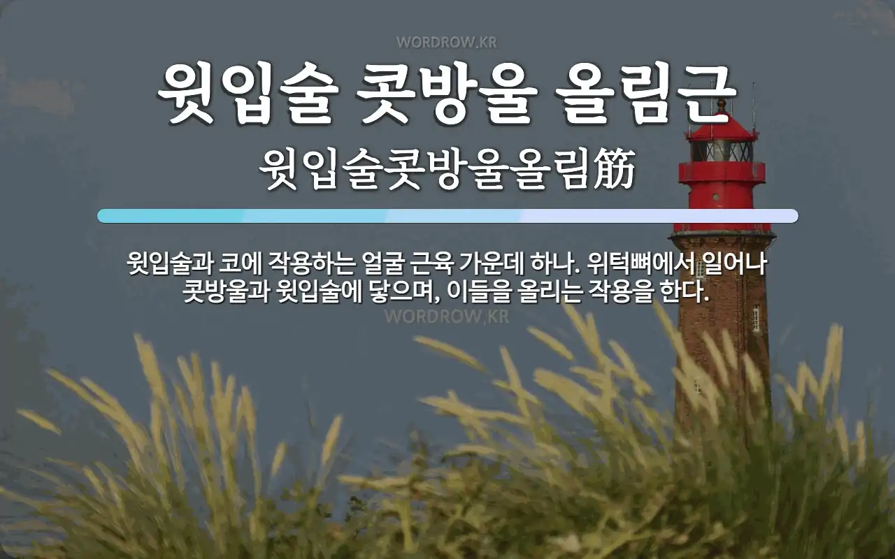 윗입술 콧방울 올림근 뜻 윗입술과 코에 작용하는 얼굴 근육 가운데 하나 위턱뼈에서 일어나 콧방울과 윗입술에 닿으며