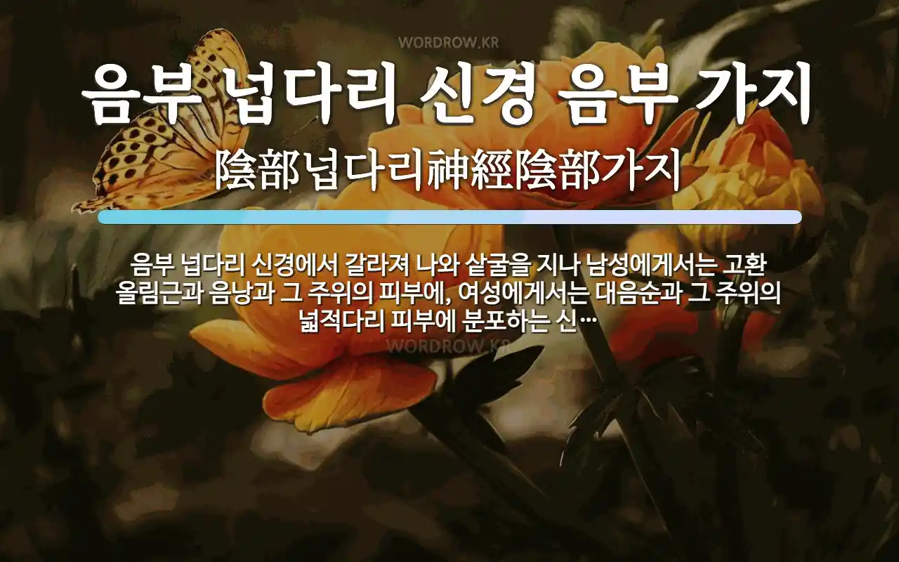 음부 넙다리 신경 음부 가지 뜻 음부 넙다리 신경에서 갈라져 나와 샅굴을 지나 남성에게서는 고환 올림근과 음낭과 그 주위의