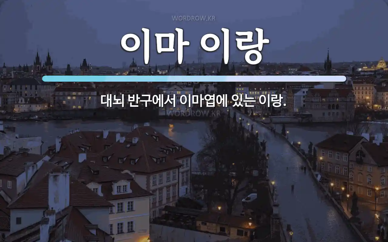 이마 이랑 뜻 대뇌 반구에서 이마엽에 있는 이랑