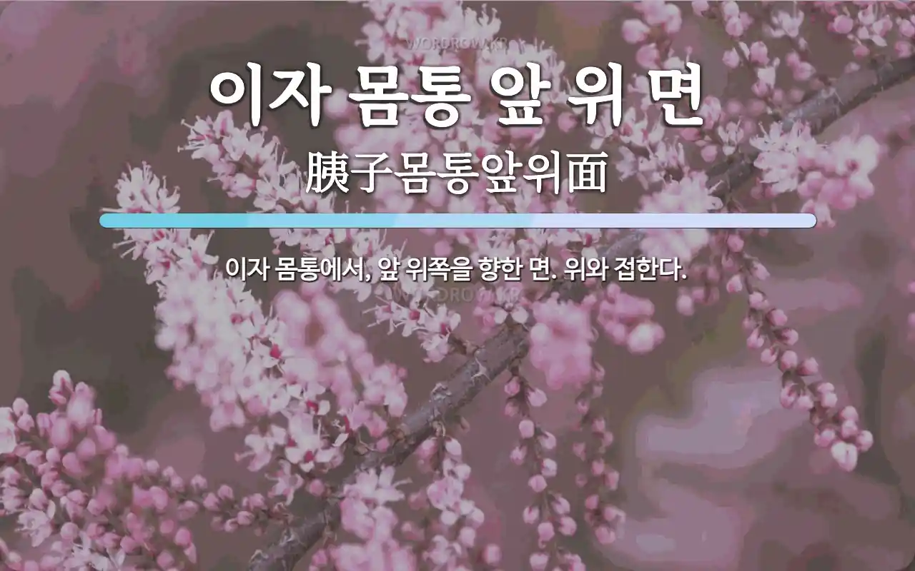 이자 몸통 앞 위 면 뜻 이자 몸통에서 앞 위쪽을 향한 면 위와 접한다