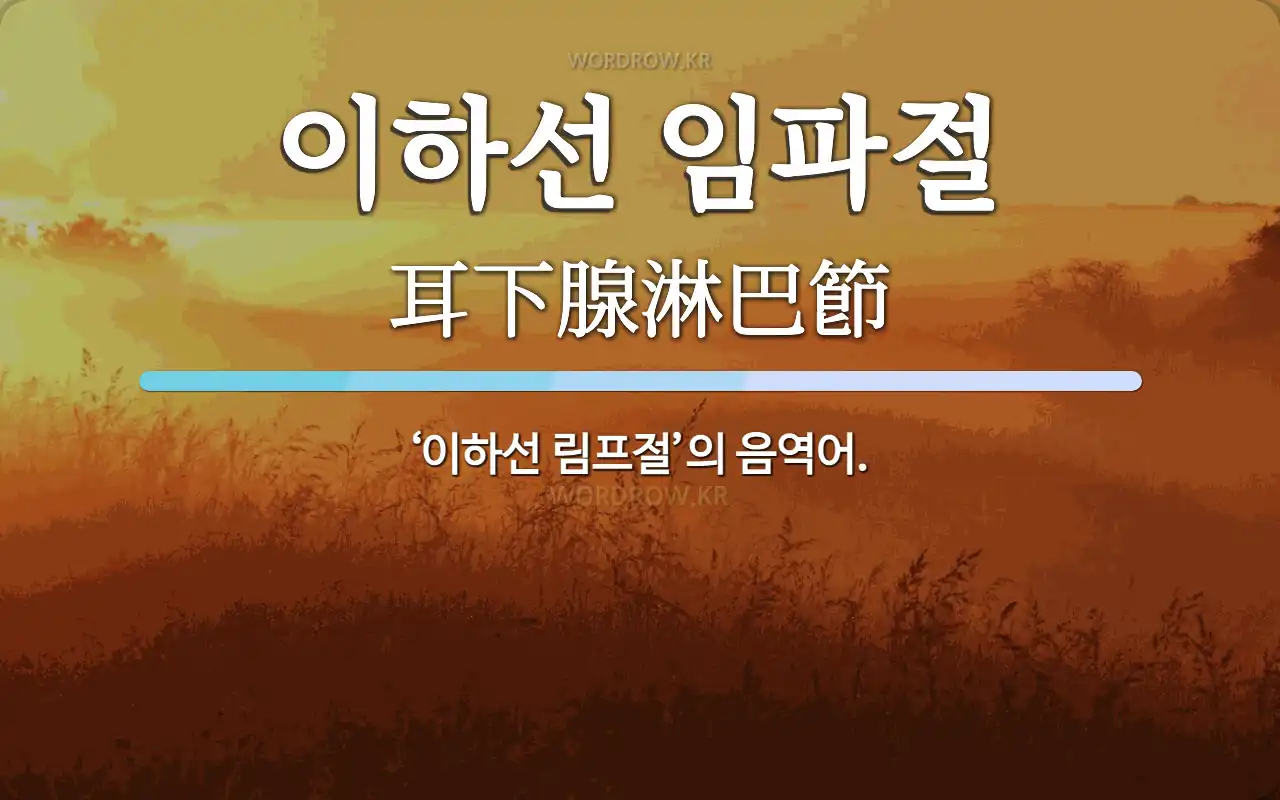 이하선 임파절 뜻 ‘이하선 림프절의 음역어