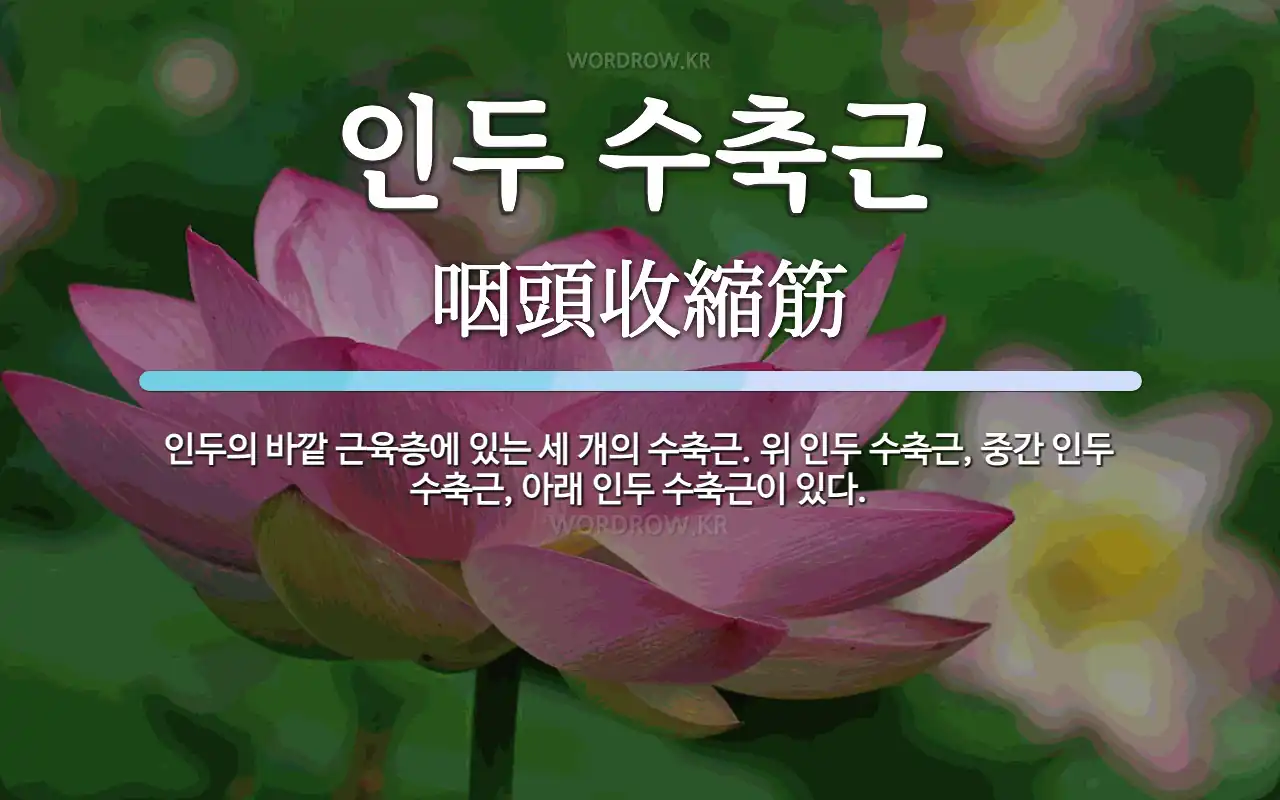 인두 수축근 뜻 인두의 바깥 근육층에 있는 세 개의 수축근 위 인두 수축근 중간 인두 수축근 아래 인