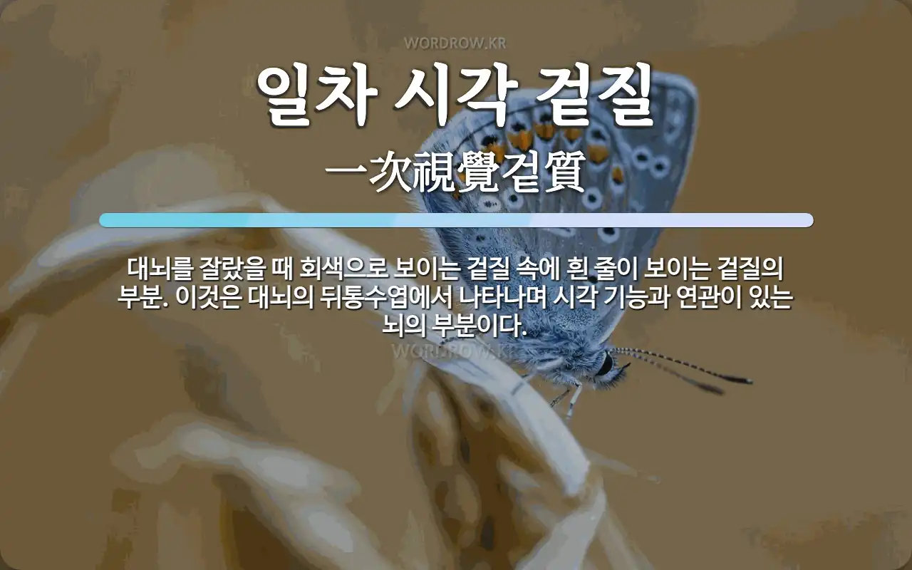 일차 시각 겉질 뜻 대뇌를 잘랐을 때 회색으로 보이는 겉질 속에 흰 줄이 보이는 겉질의 부분 이것은 대뇌의