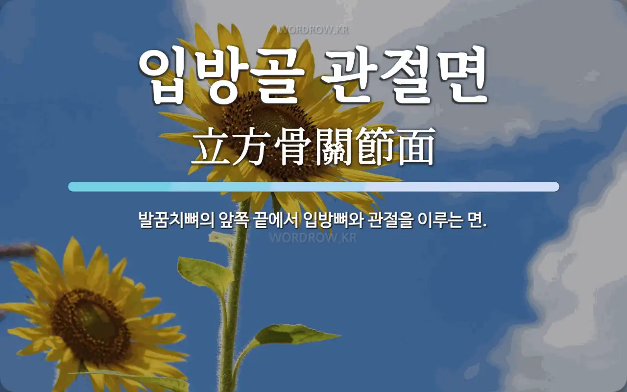 입방골 관절면 뜻 발꿈치뼈의 앞쪽 끝에서 입방뼈와 관절을 이루는 면