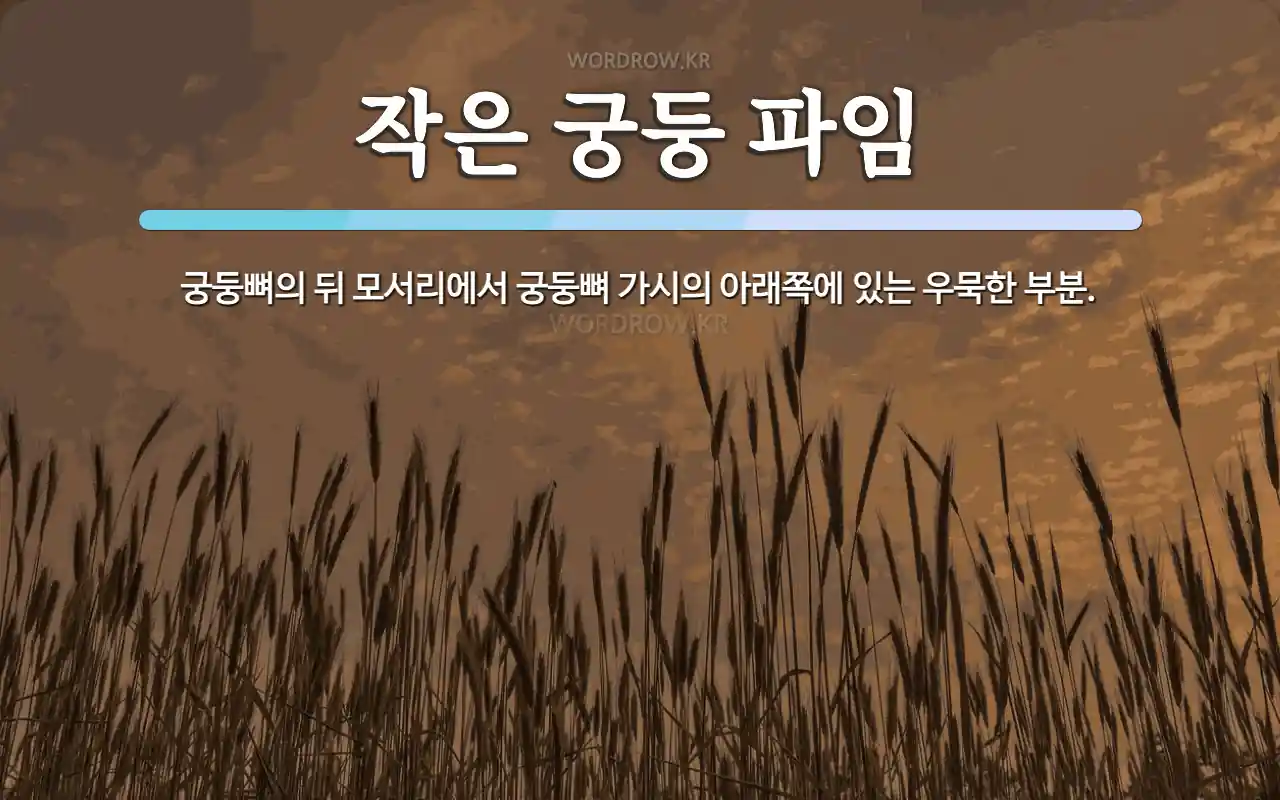 작은 궁둥 파임 뜻 궁둥뼈의 뒤 모서리에서 궁둥뼈 가시의 아래쪽에 있는 우묵한 부분