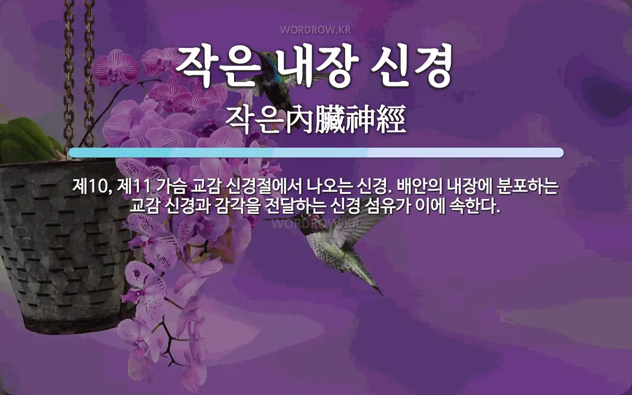 작은 내장 신경 뜻 제10 제11 가슴 교감 신경절에서 나오는 신경 배안의 내장에 분포하는 교감 신경과 감