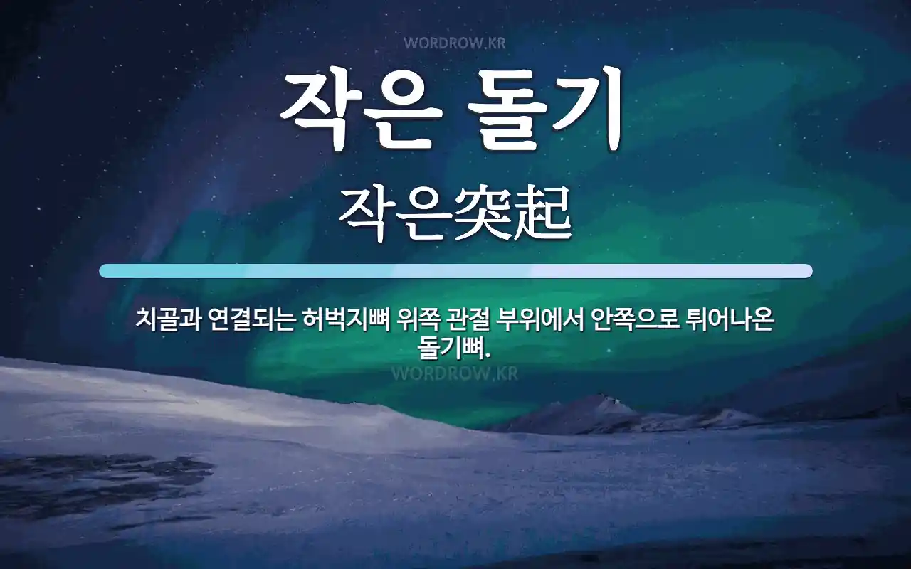 작은 돌기 뜻 치골과 연결되는 허벅지뼈 위쪽 관절 부위에서 안쪽으로 튀어나온 돌기뼈
