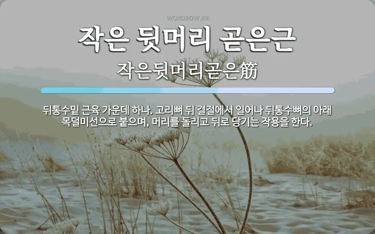 작은 뒷머리 곧은근 뜻 뒤통수밑 근육 가운데 하나 고리뼈 뒤 결절에서 일어나 뒤통수뼈의 아래 목덜미선으로 붙으며