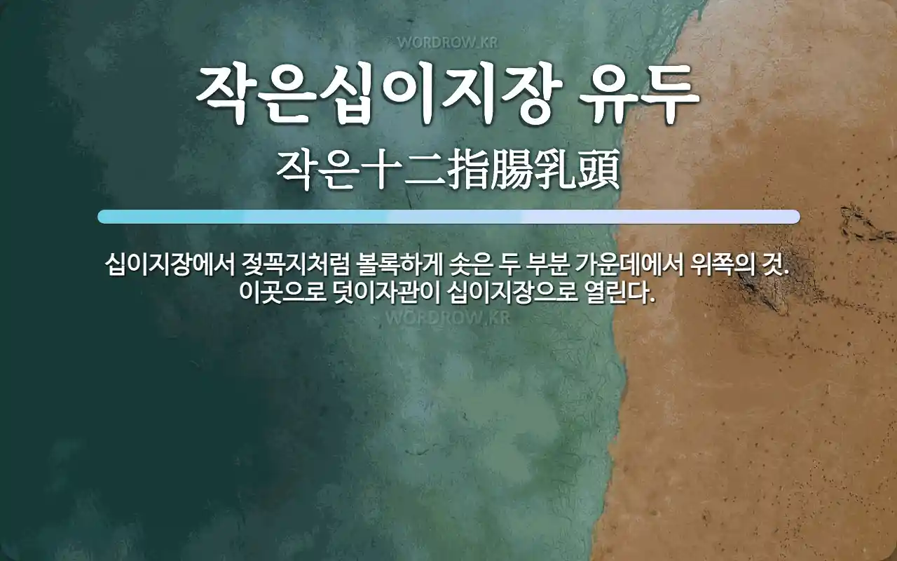 작은십이지장 유두 뜻 십이지장에서 젖꼭지처럼 볼록하게 솟은 두 부분 가운데에서 위쪽의 것 이곳으로 덧이자관이