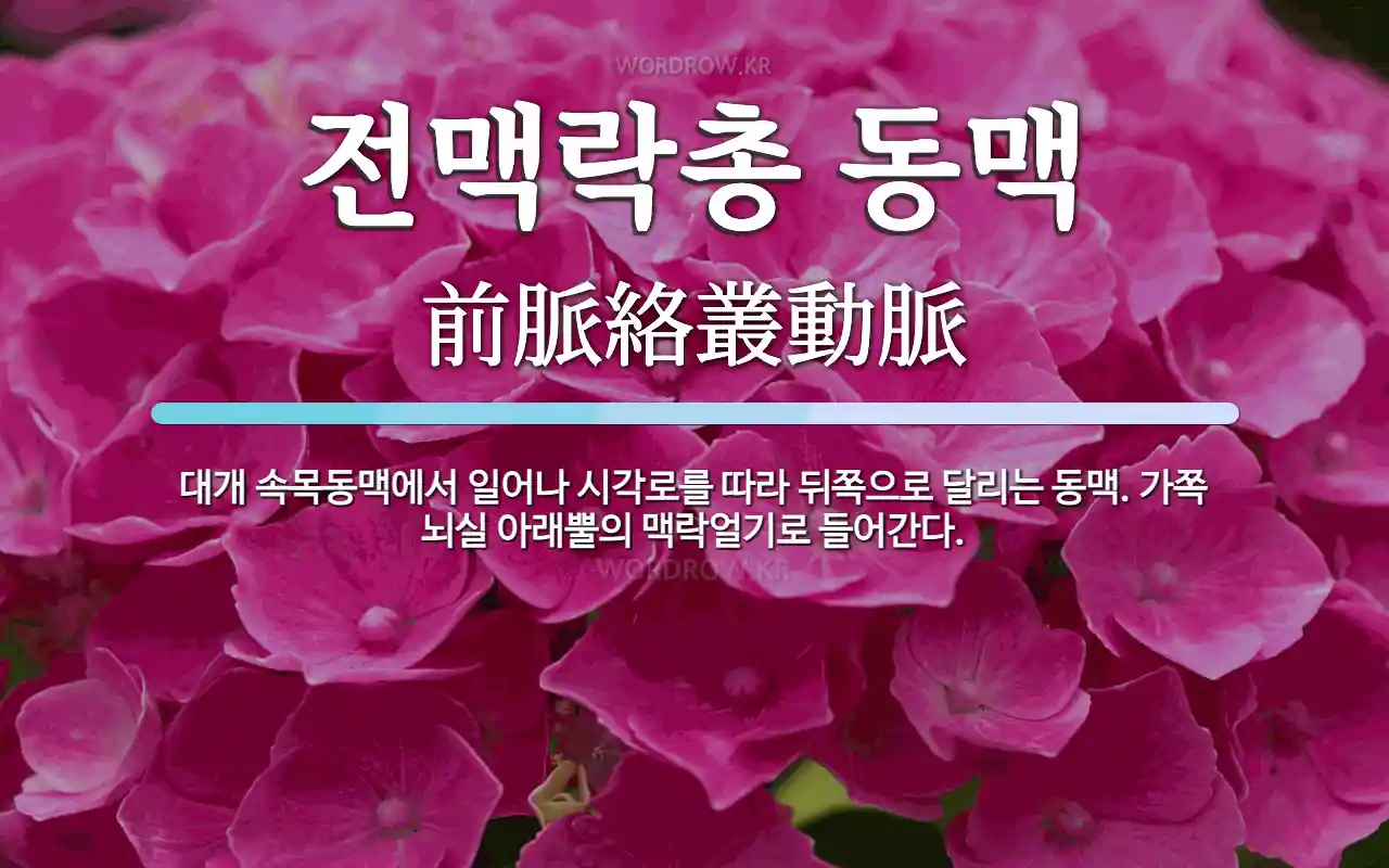 전맥락총 동맥 뜻 대개 속목동맥에서 일어나 시각로를 따라 뒤쪽으로 달리는 동맥 가쪽 뇌실 아래뿔의 맥락얼기