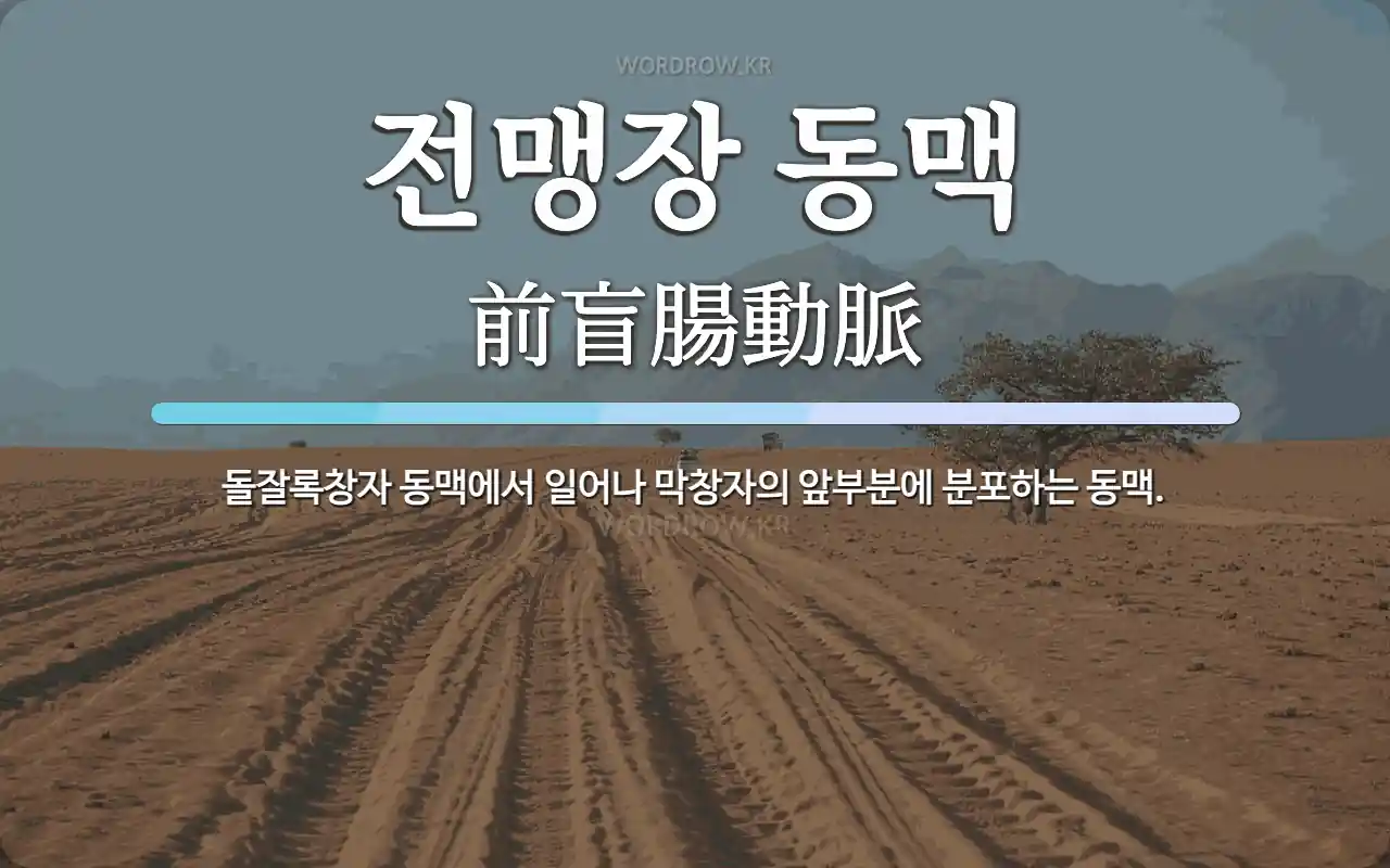전맹장 동맥 뜻 돌잘록창자 동맥에서 일어나 막창자의 앞부분에 분포하는 동맥